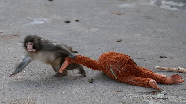 In Pics | How a plush orangutan turned baby monkey Punch into a viral ...