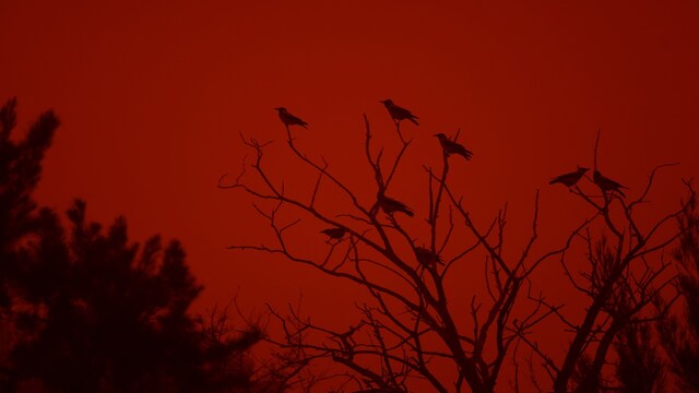 Saharan dust turns Greece’s Crete skies orange as storm grounds flights ...
