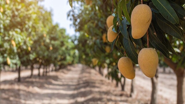 Nearly 50% of India’s mangoes come from just 2 states: Top 10 producers ...