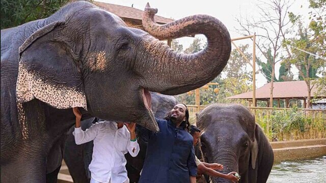 Anant Ambani asks Colombia to stop killing hippopotamuses, offers ...