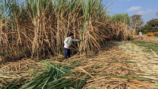 Centre withdraws draft Sugarcane Control Order 2026 for fresh review ...