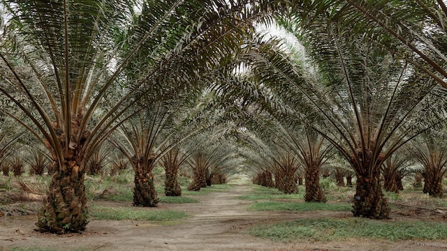 Indonesia investigates major palm oil companies on export price issues ...