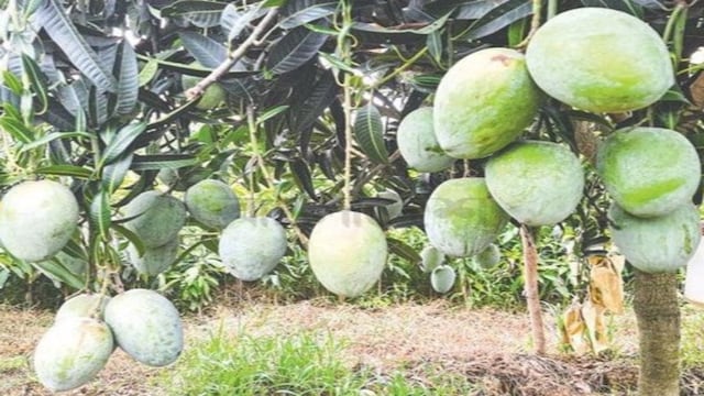 Murshidabad’s lost mango empire where Nawabs married for a mango ...