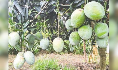 Murshidabad’s lost mango empire where Nawabs married for a mango ...