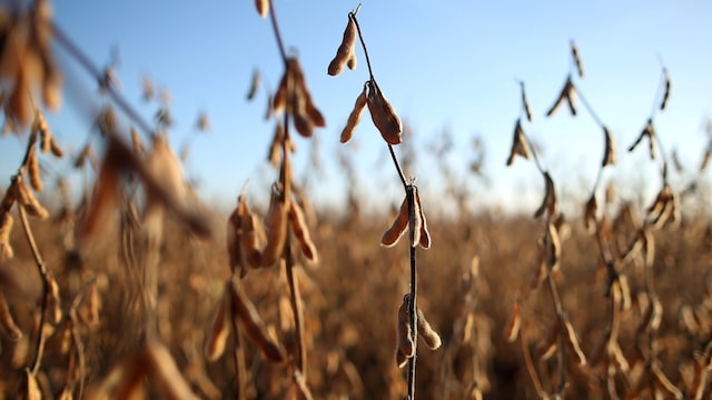 Soybean and corn futures rise as US says China to buy more American ...