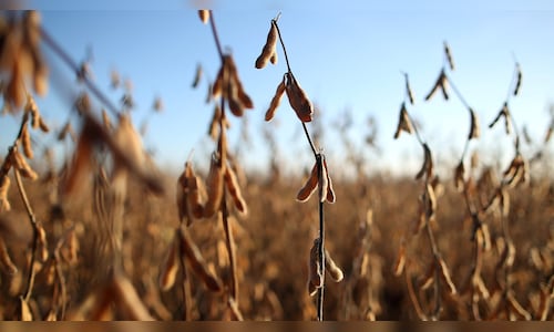 Soybean and corn futures rise as US says China to buy more American ...