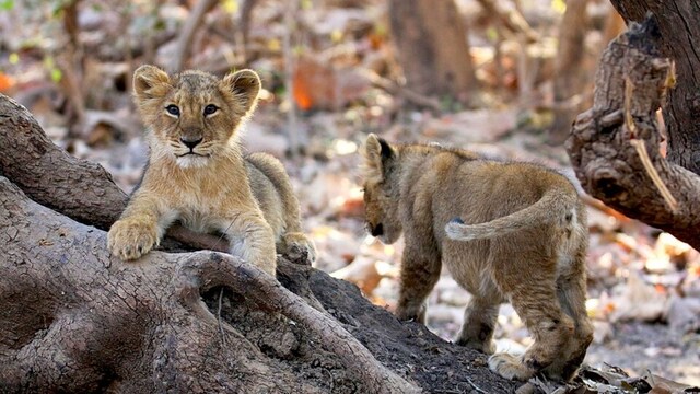 Gir forest lion cub deaths in Gujarat spark infection fears, 17 big ...