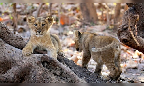 Gir forest lion cub deaths in Gujarat spark infection fears, 17 big ...