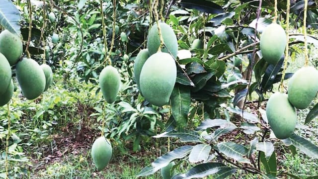Murshidabad’s royal mango legacy: The forgotten stories behind Kohitur ...