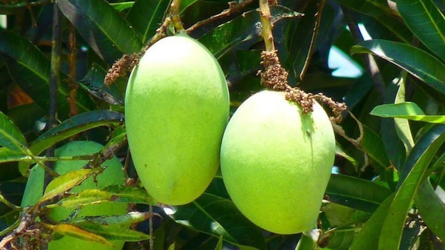 Murshidabad’s royal mango legacy: The forgotten stories behind Kohitur ...