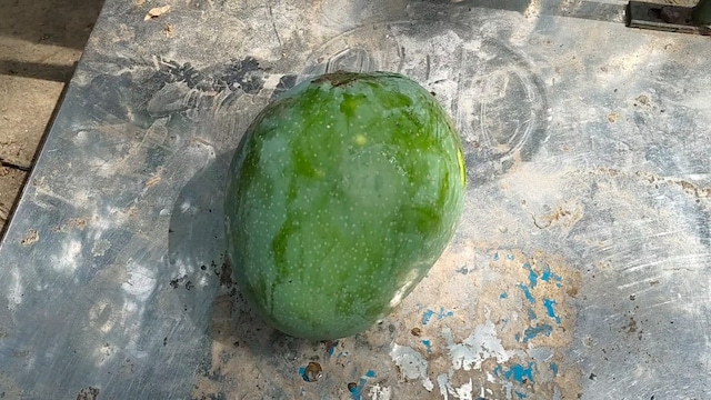 Murshidabad’s royal mango legacy: The forgotten stories behind Kohitur ...