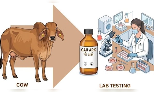 Cow urine may fight chikungunya, says IIT Roorkee; internet reacts, 'It ...