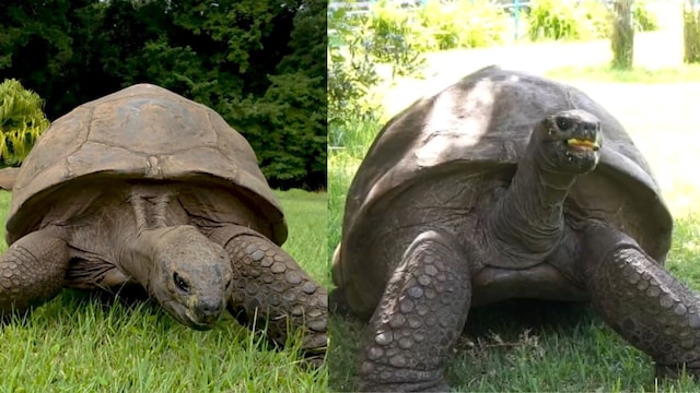 This giant tortoise proves slow and steady still wins with an ...