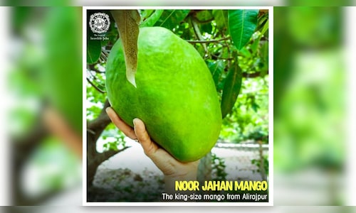 A single 3.3 kg mango from Madhya Pradesh sold for ₹3,800 — why is it ...