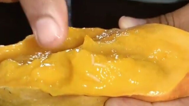 Gujarat food safety department cracks down on rotten mango stock, takes ...