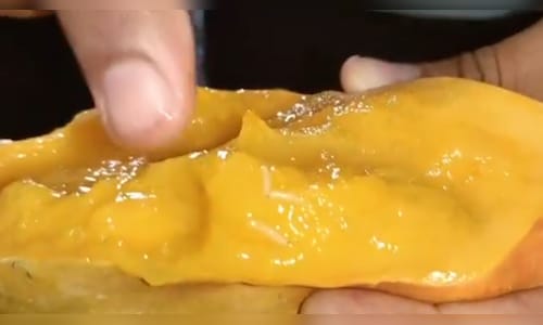 Gujarat food safety department cracks down on rotten mango stock, takes ...
