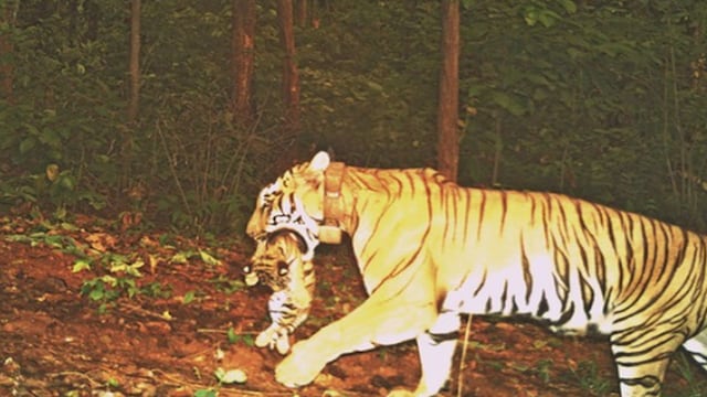 Tigress Zeenat gives birth to 4 cubs in Odisha's Similipal, boosting ...