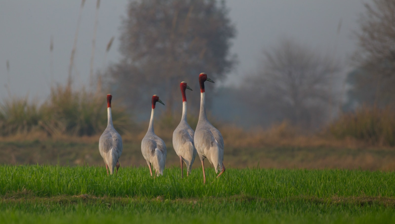 Sarus Crane: In pursuit of the six-foot wonder - cnbctv18.com