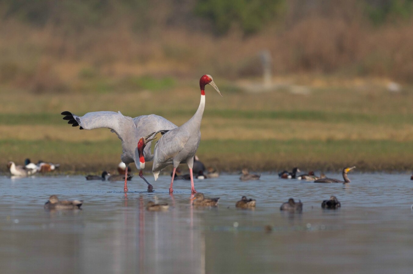 Sarus Crane: In pursuit of the six-foot wonder - cnbctv18.com