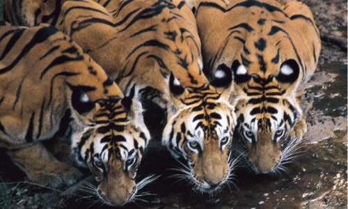 Peek Into The Illegal World Of Tiger Trafficking