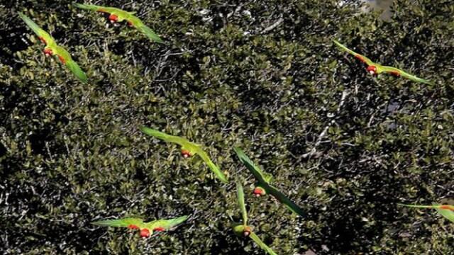 San Francisco’s wild parrots roosting across the city - CNBC TV18