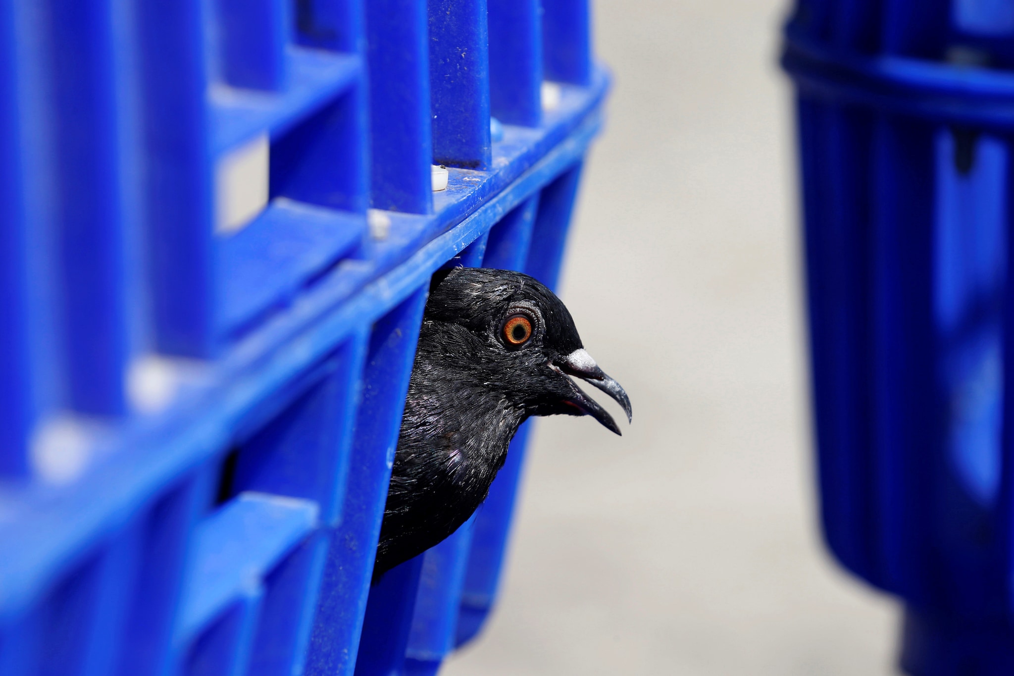 Jail birds: Thailand considers prison for feeding pigeons - cnbctv18.com