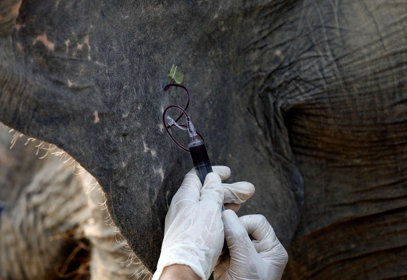 Country's first elephant hospital cheers animal activists, draws ...