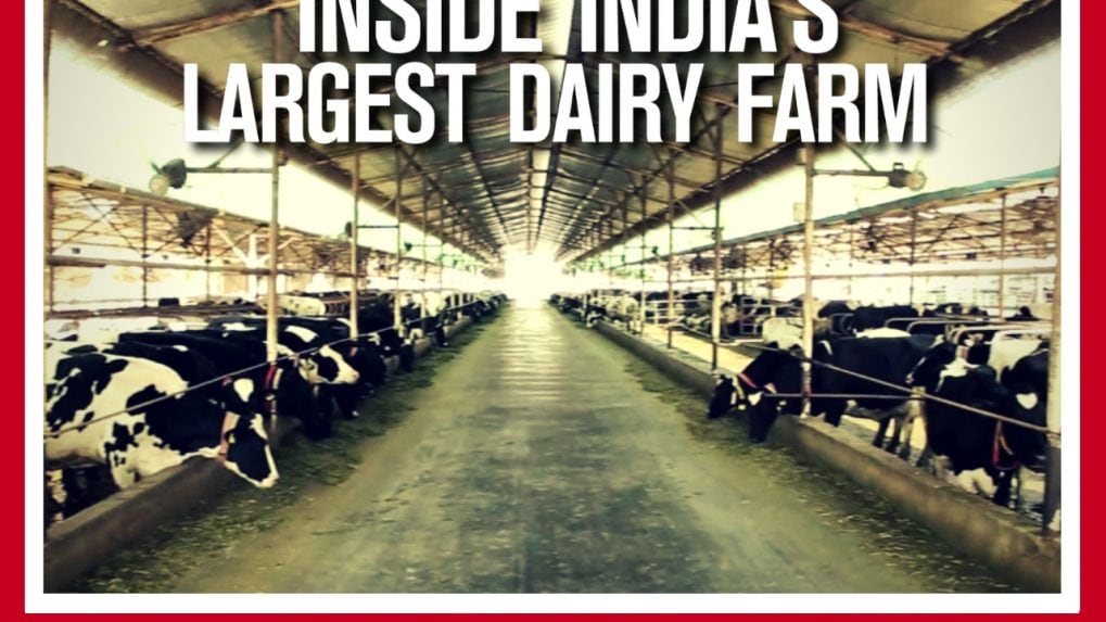 Here's how Parag Milk Foods produces milk from its dairy farm in Pune