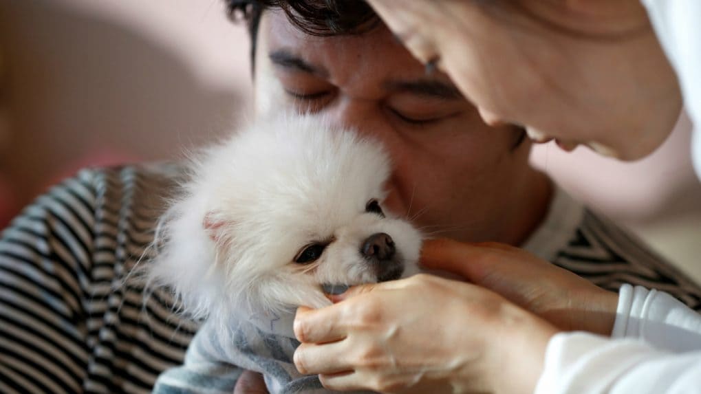 Study finds 6 in 10 Indians now have a pet; here’s what’s fuelling the ...