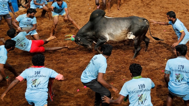 86 people, 23 bulls killed in bull-taming Jallikattu festival since ...