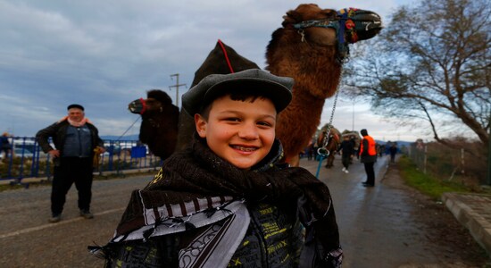 Camels wrestle in traditional Turkish event - CNBC TV18