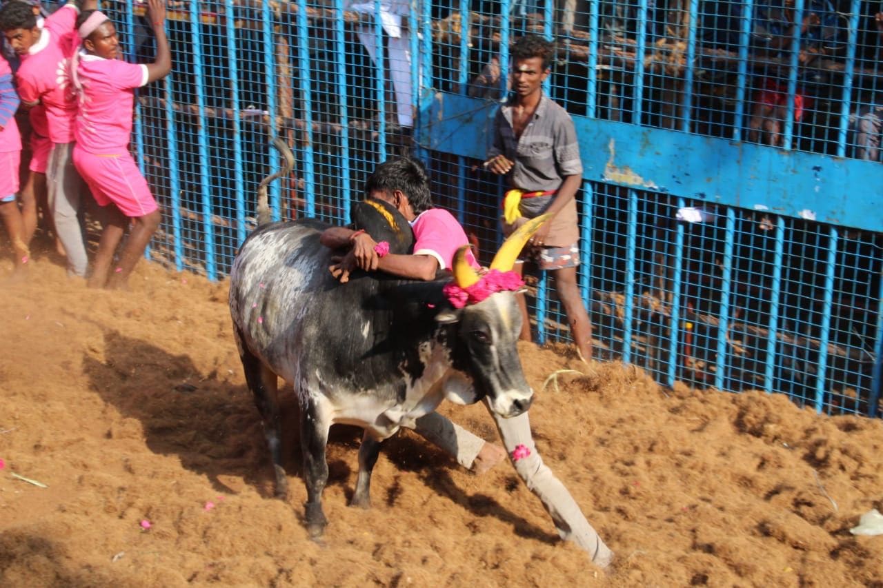 Tamil Nadu hosts its traditional bull-taming festival Jallikattu during ...
