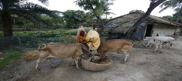 Budget 2019: FM Piyush Goyal announces 'Rashtriya Kamdhenu Aayog' for ...