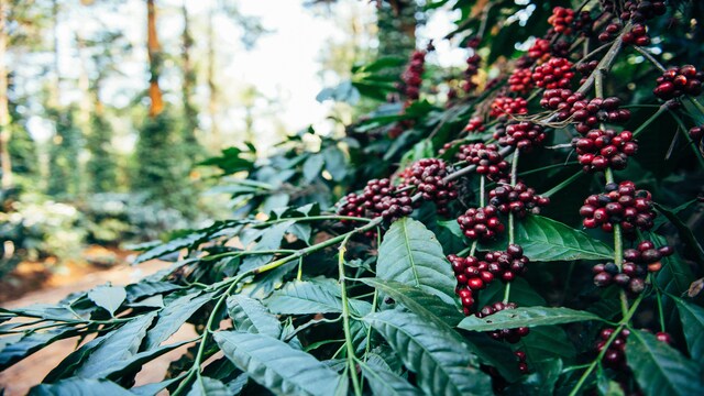 The amazing journey of Araku coffee from tribal hamlets to world ...