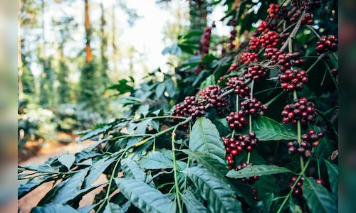 Meet an award-winning gourmet coffee grown by an Adivasi-community in ...