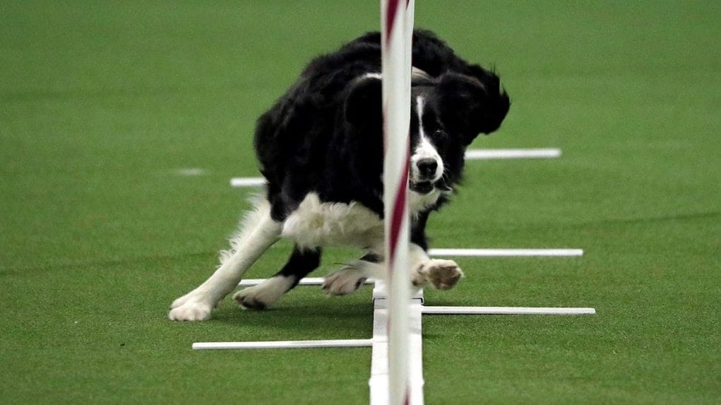 Pooches Are On Parade In The Lead-Up To Westminster Dog Show