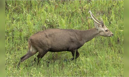 Explained: The 'zombie disease' epidemic that is killing deer in Canada ...