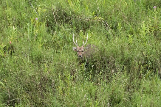 Eastern hog deer, believed to be confined to southeast Asia, found in ...