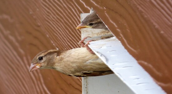 World Sparrow Day: Here are a few facts about the house sparrow, an ...