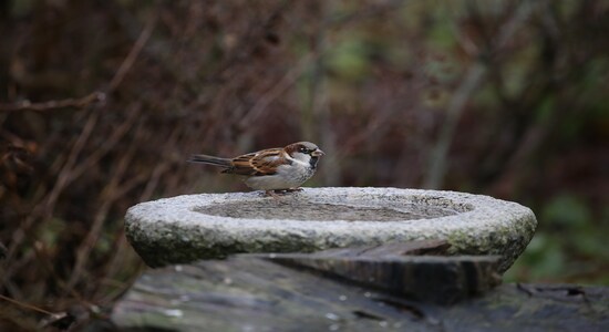 World Sparrow Day: Here are a few facts about the house sparrow, an ...