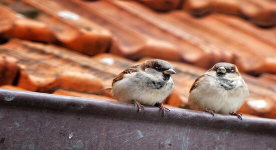 World Sparrow Day: Here are a few facts about the house sparrow, an ...
