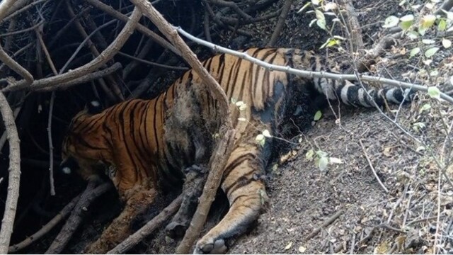 Tiger count in MP rose to 785 from 526 in four years, says CM Chouhan ...