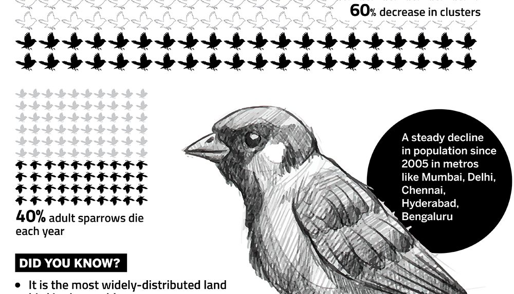 World Sparrow Day: Here are a few facts about the house sparrow, an ...