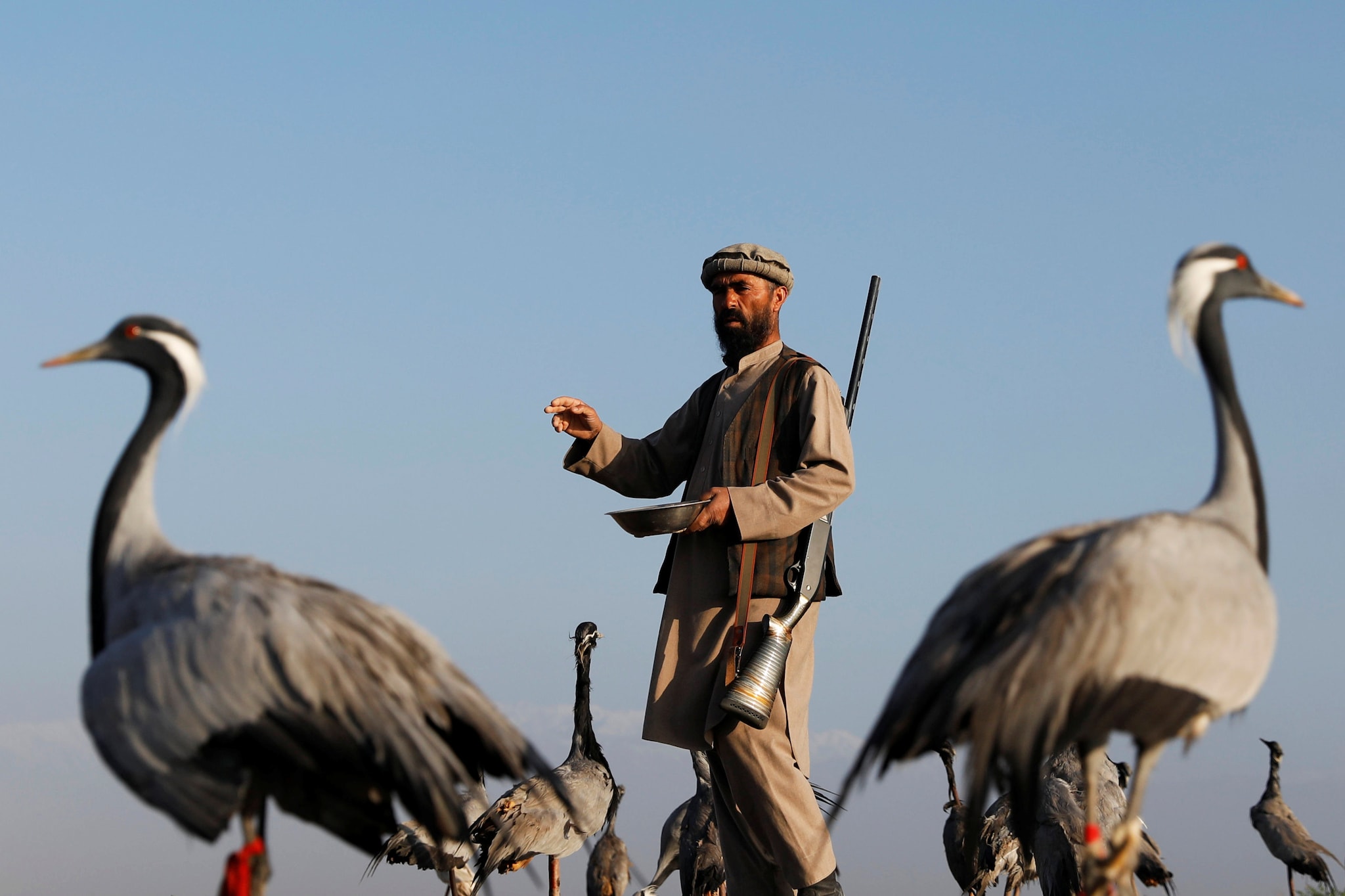 'A hunter's hope': Snaring birds in warring Afghanistan - cnbctv18.com