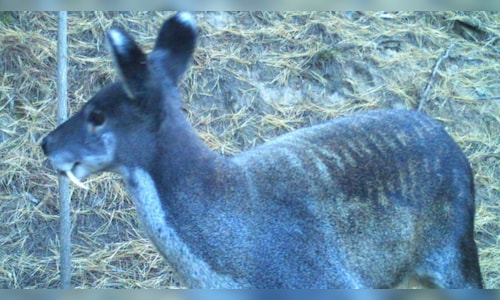 Poop, photos and genes: Evidence extends Kashmir musk deer’s presence ...