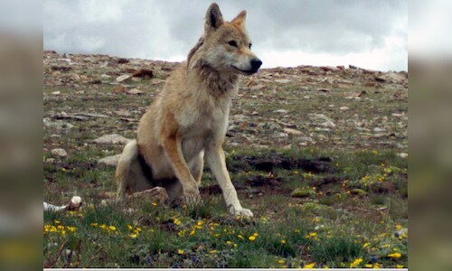 Recognise Himalayan wolf as a distinct species: study - CNBC TV18