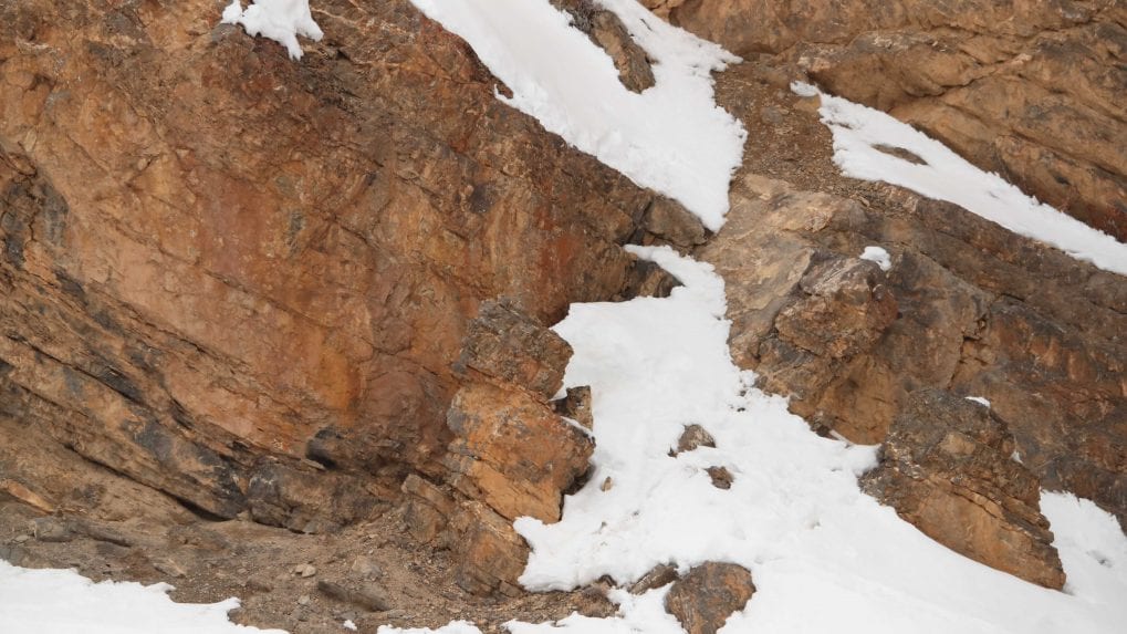Well-camouflaged snow leopards captured in frame. Can you find them?