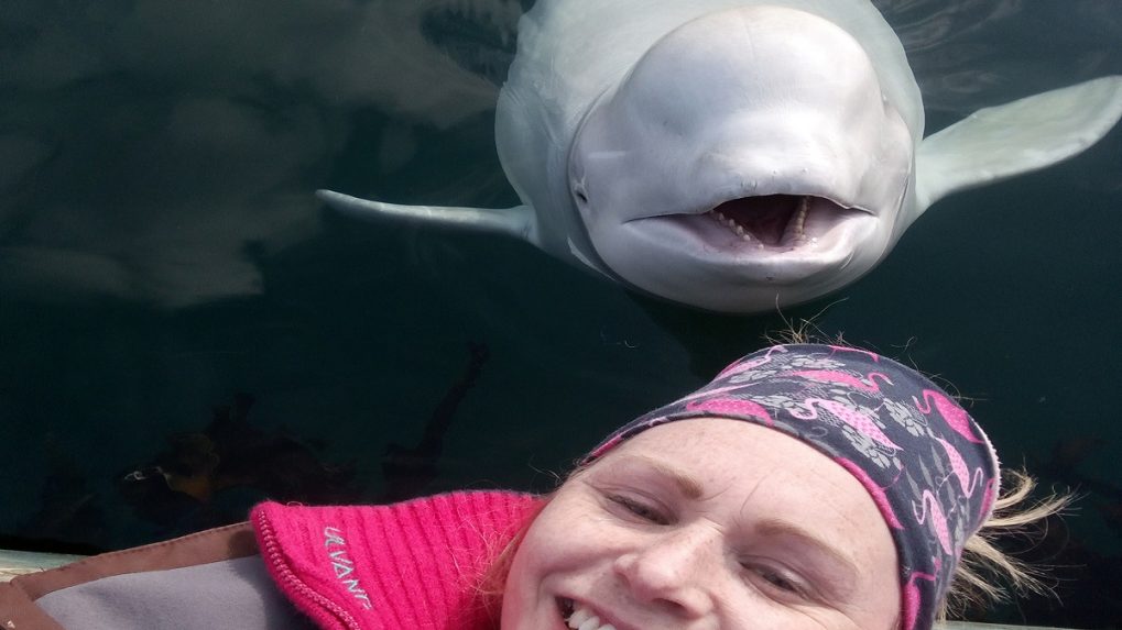 Beluga whale possibly linked to Russia is so tame people can pet it