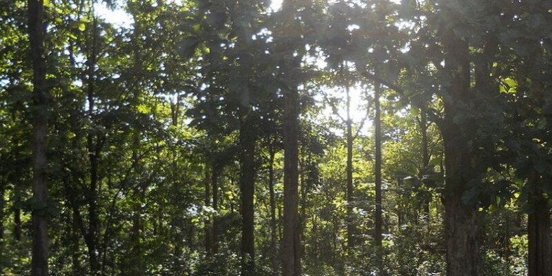 Eliminating Deforestation Is As Important As Planting Trees