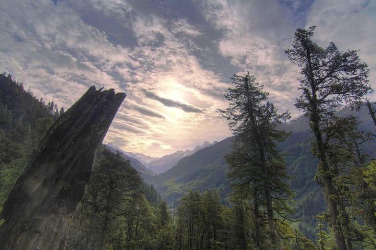 Forest fires impact typical Himalayan trees